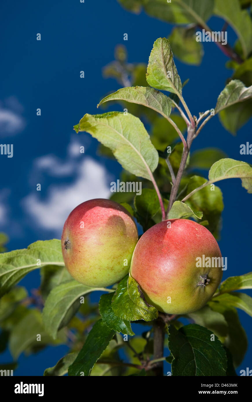 English apples growing in an orchard in West Sussex, England, UK Stock ...