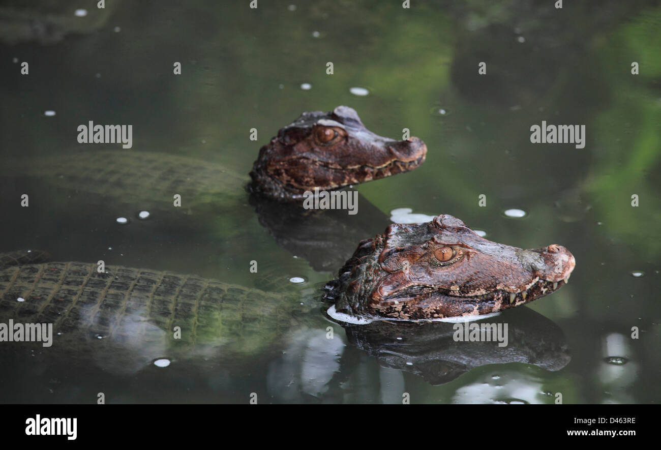 Paleosuchus palpebrosus hi-res stock photography and images - Alamy