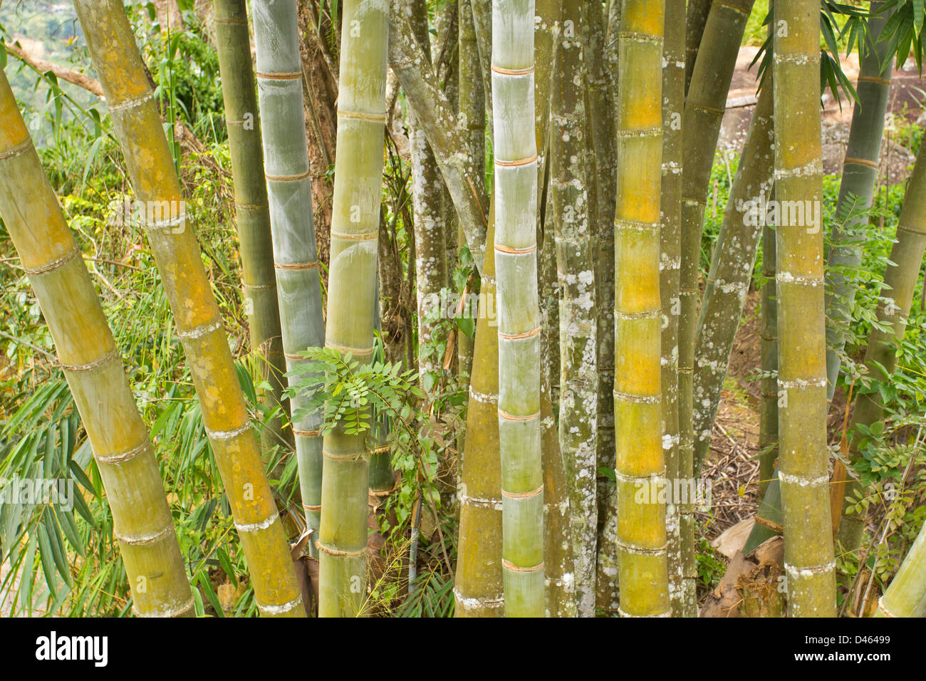 VERY LARGE BAMBOO STEMS GROWING IN TROPICAL SRI LANKA Stock Photo - Alamy