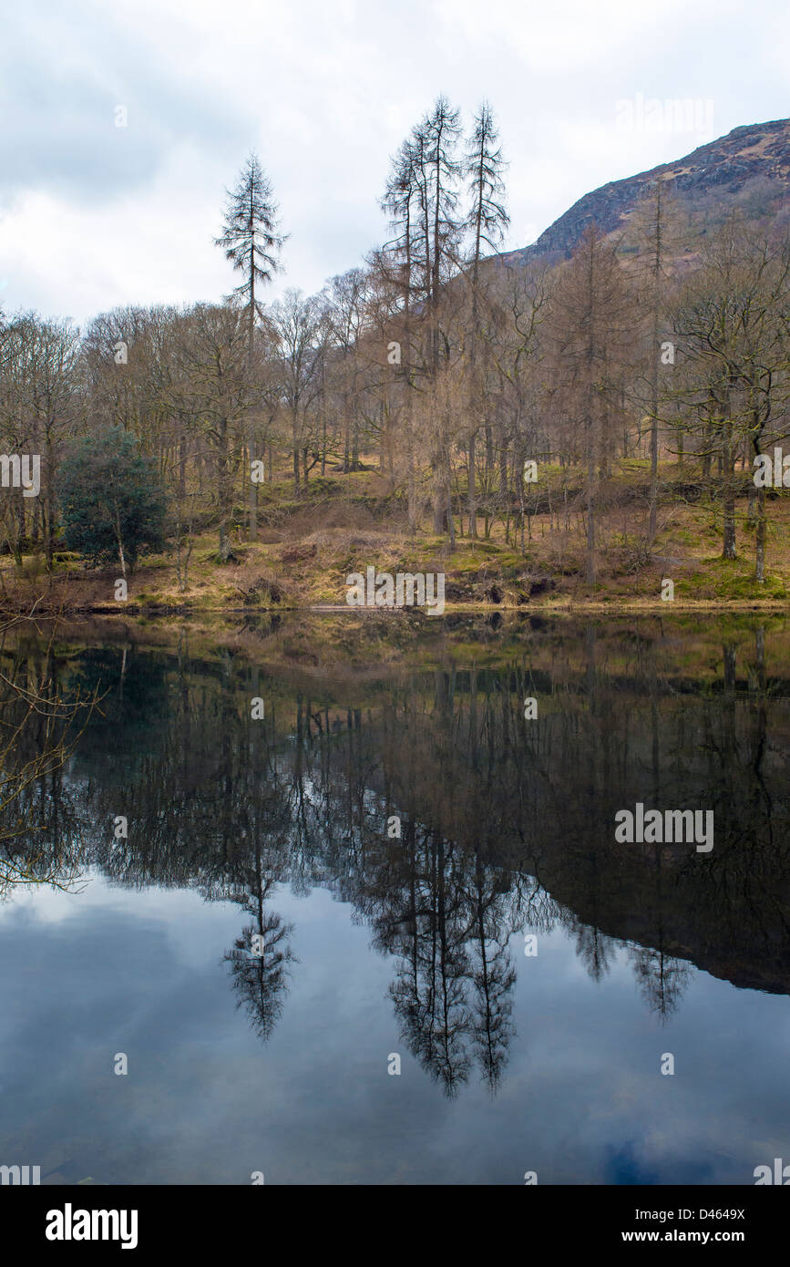 Trees reflected in Yew Tree Tarn in the Lake District National Park ...