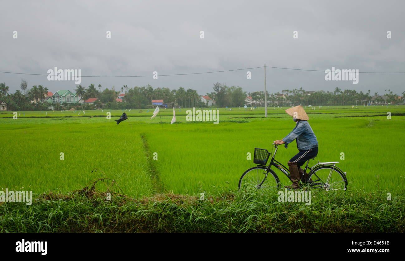 Rice paddy in Vietnam Stock Photo - Alamy