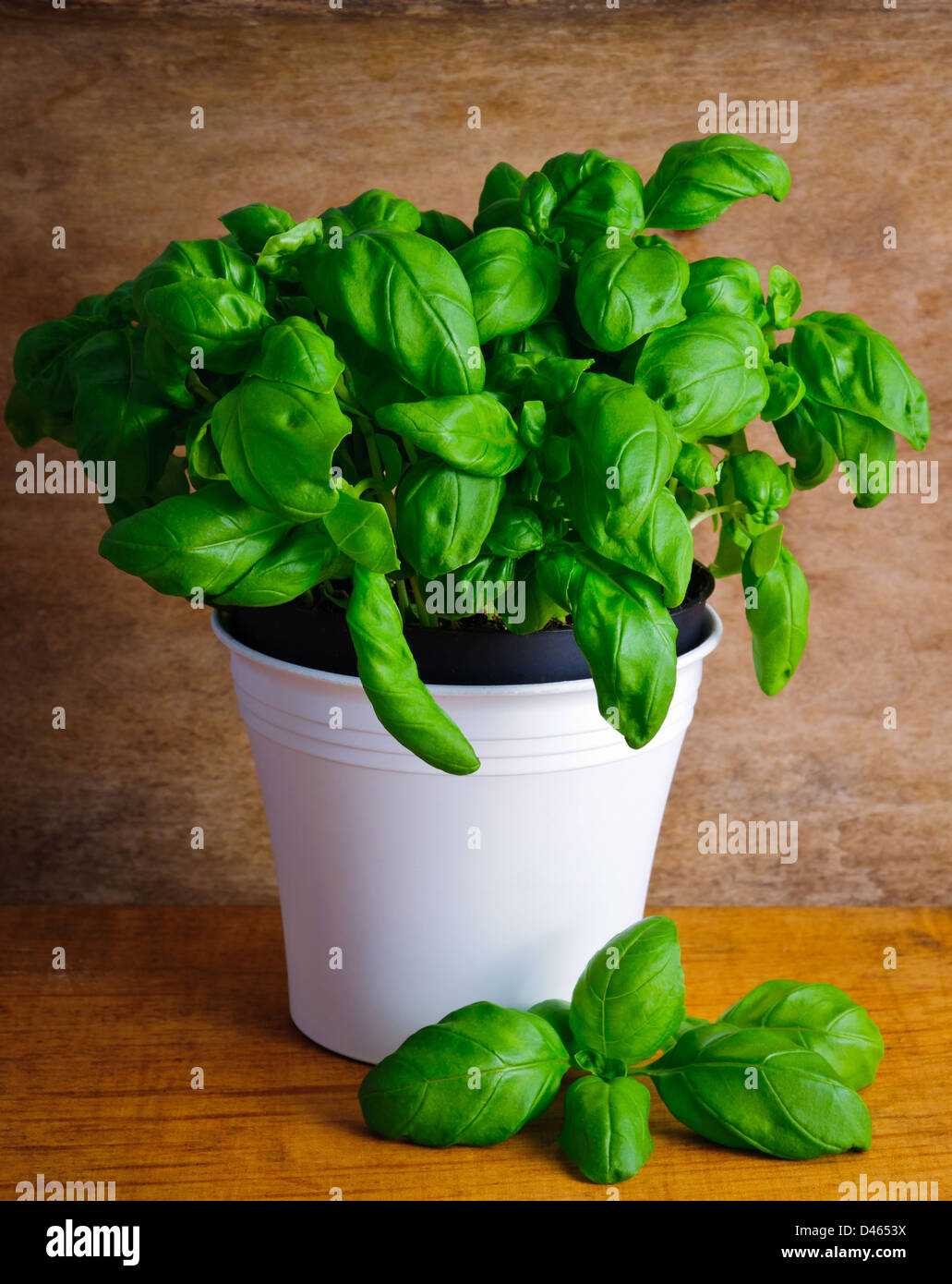 Still life with fresh organic basil in a pot on a vintage wooden ...