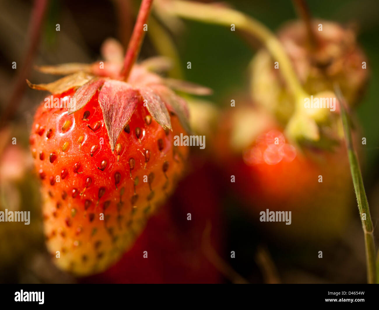 Picking rassberies on berry farm in Colorado Stock Photo - Alamy
