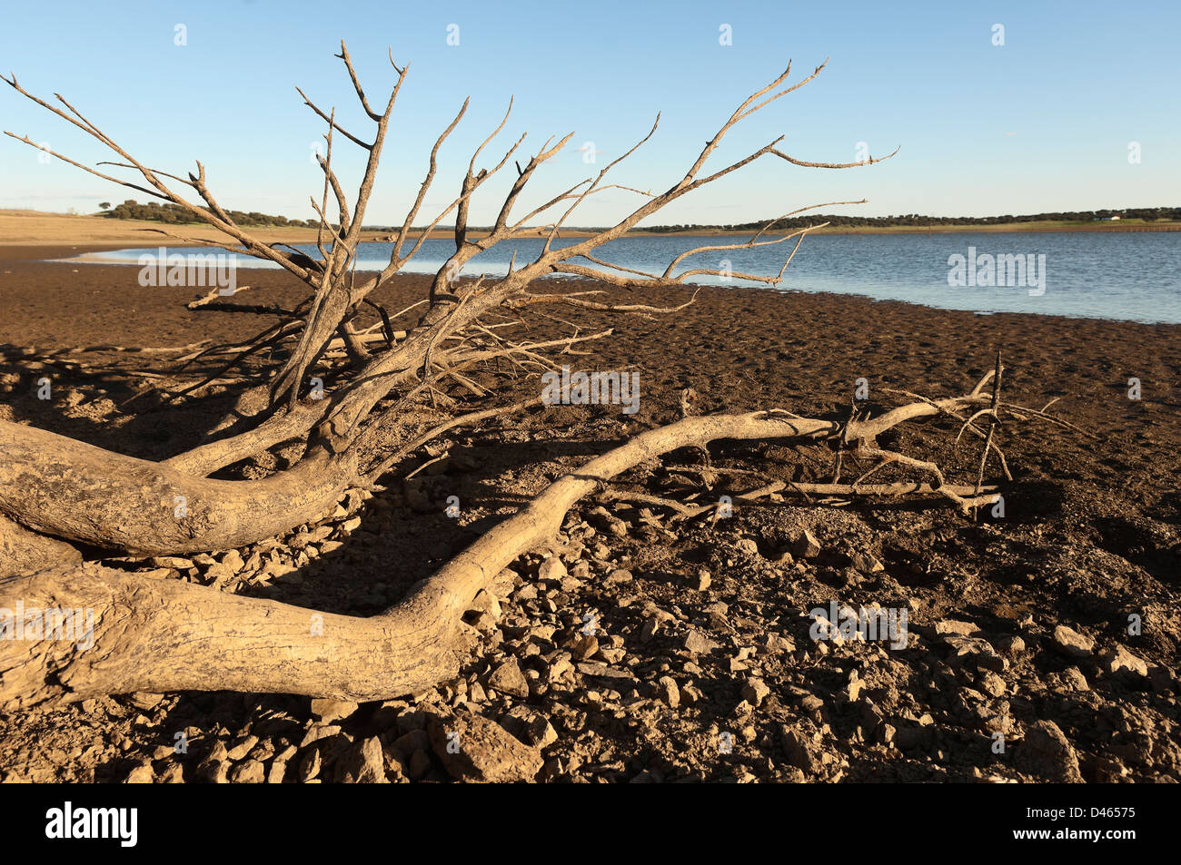 Dead tree in a reservoir bed during water shortage, Alentejo, Portugal ...