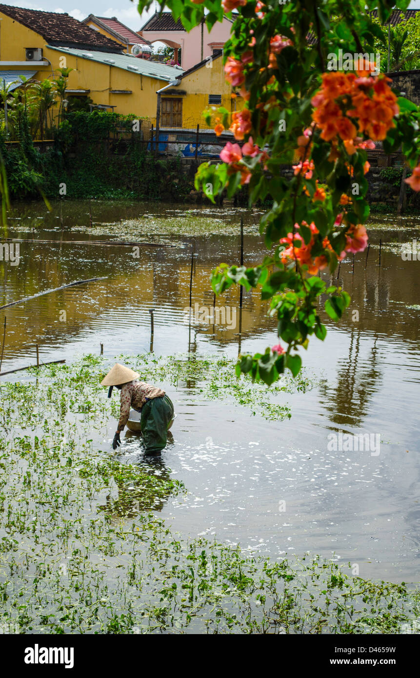 planting rice or edible water plants in Hoi An, Vietnam Stock Photo - Alamy