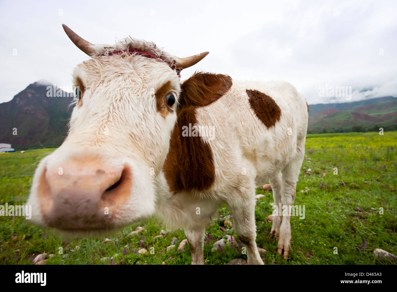 Portrait of a curious cow looking at camera Stock Photo - Alamy