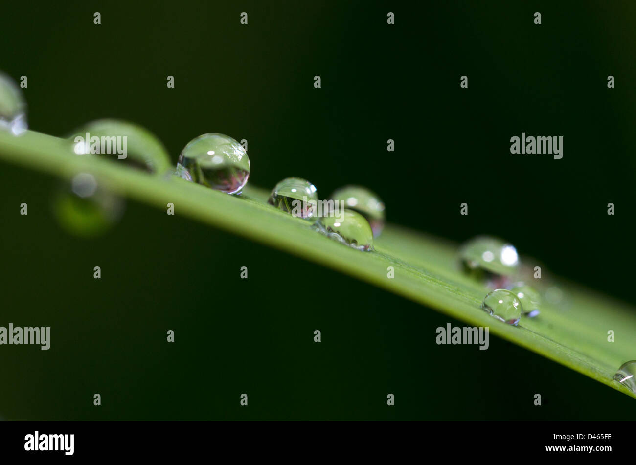 Droplets of water on a leaf Stock Photo - Alamy