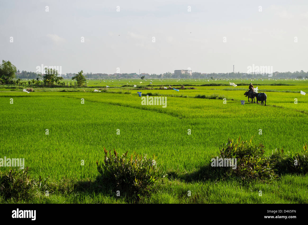 Rice paddy in Vietnam Stock Photo - Alamy