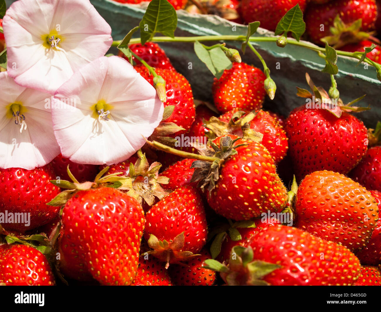 Picking rassberies on berry farm in Colorado Stock Photo - Alamy