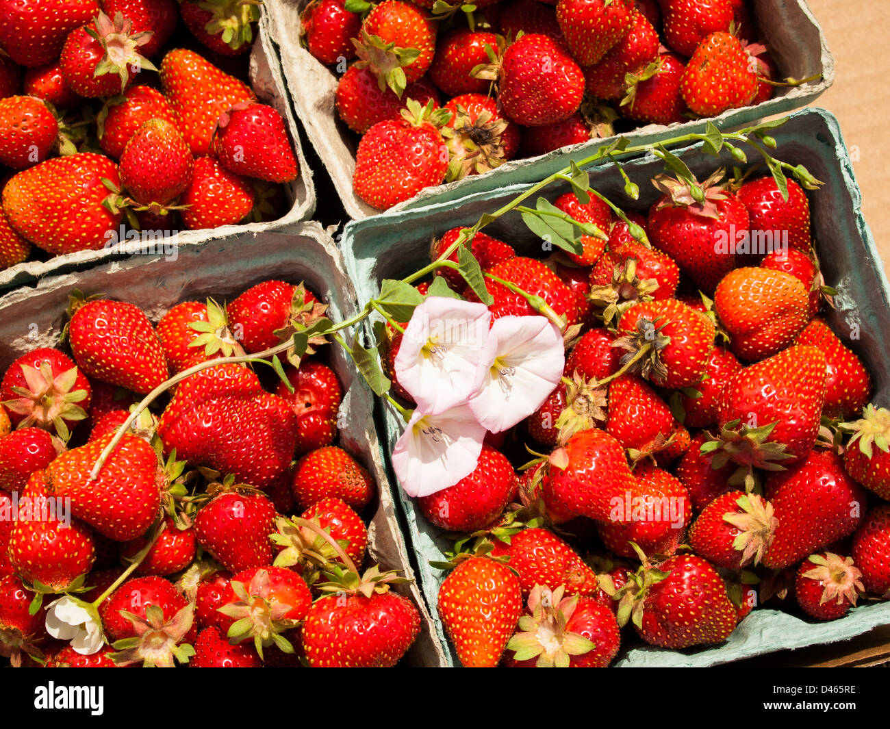 Picking rassberies on berry farm in Colorado Stock Photo - Alamy