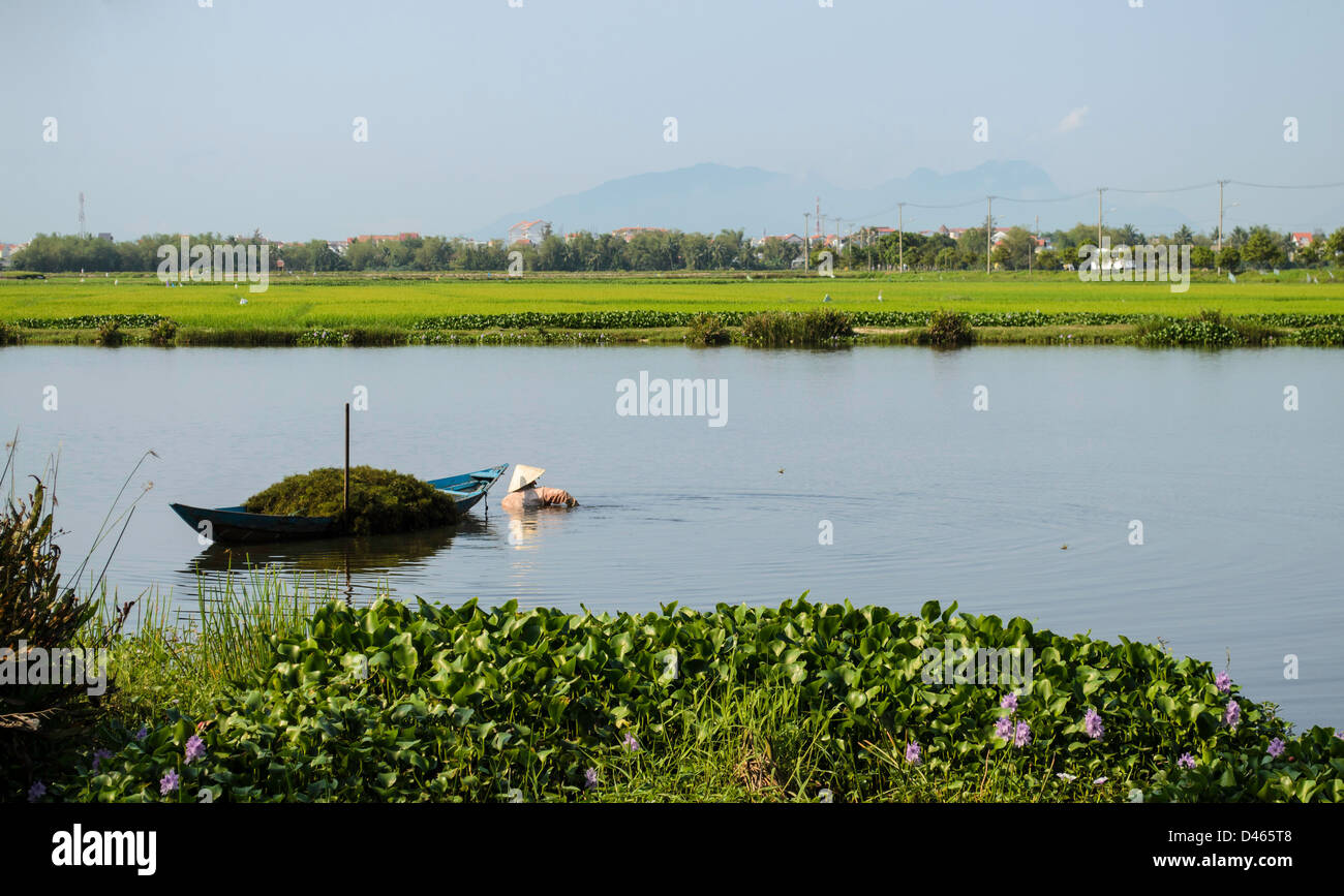 Gathering water plants in small lake near Hoi An Vietnam Stock Photo ...