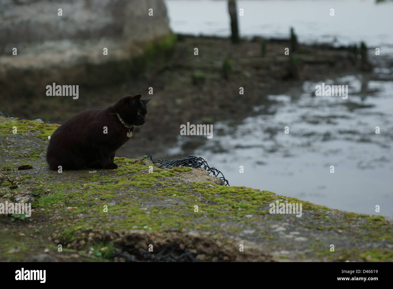 Black water cat hi-res stock photography and images - Alamy