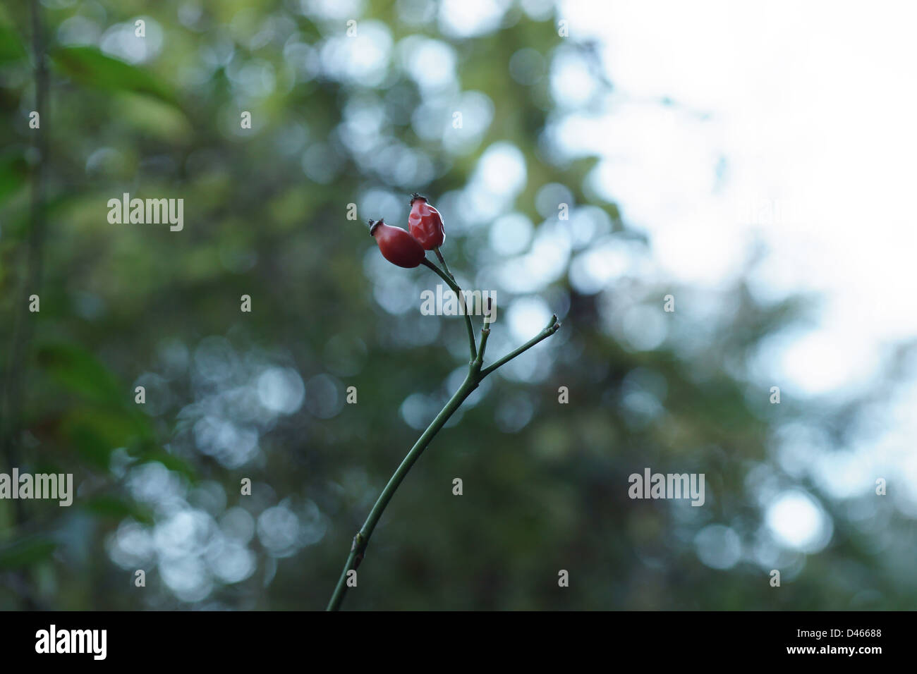 some red things flying high Stock Photo - Alamy