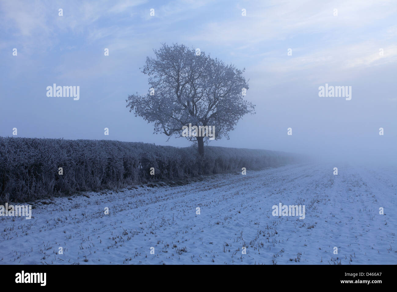 Hoare frost winter scene, Oak Tree (Quercus robur), Blatherwycke ...