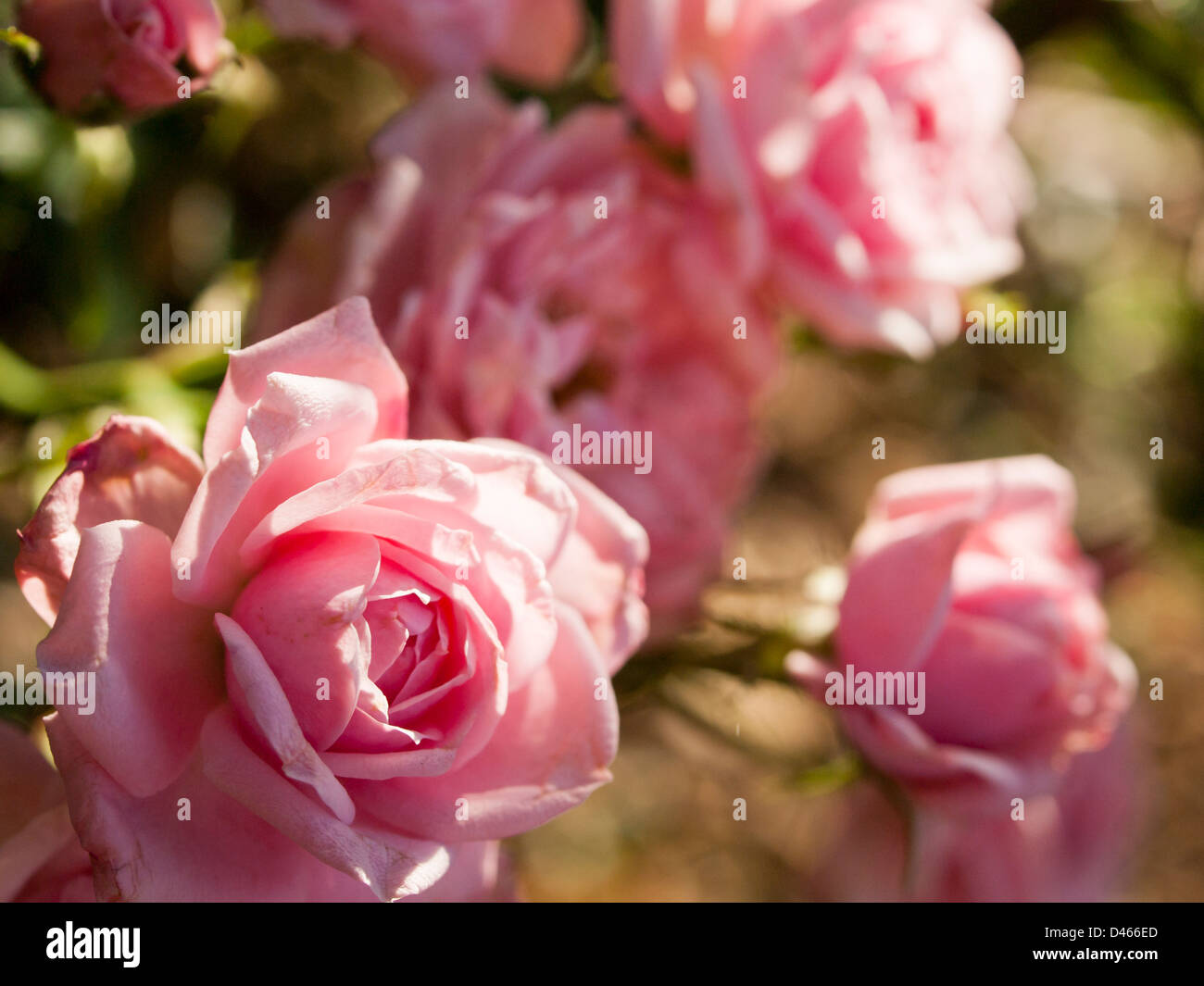 Aars floribunda hi-res stock photography and images - Alamy
