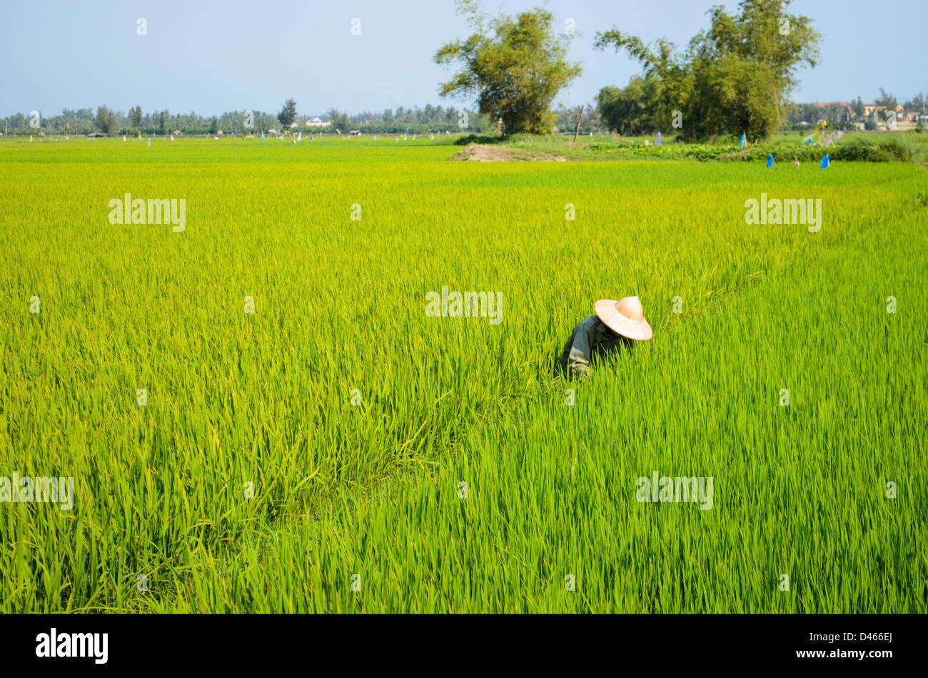 Rice paddy vietnam conical hat hi-res stock photography and images - Alamy