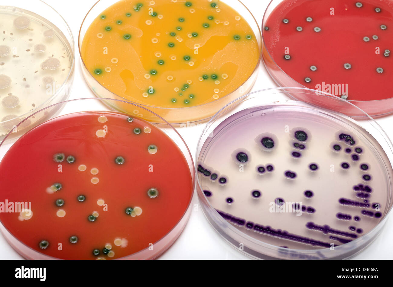 Bacterial plates, top view Stock Photo - Alamy