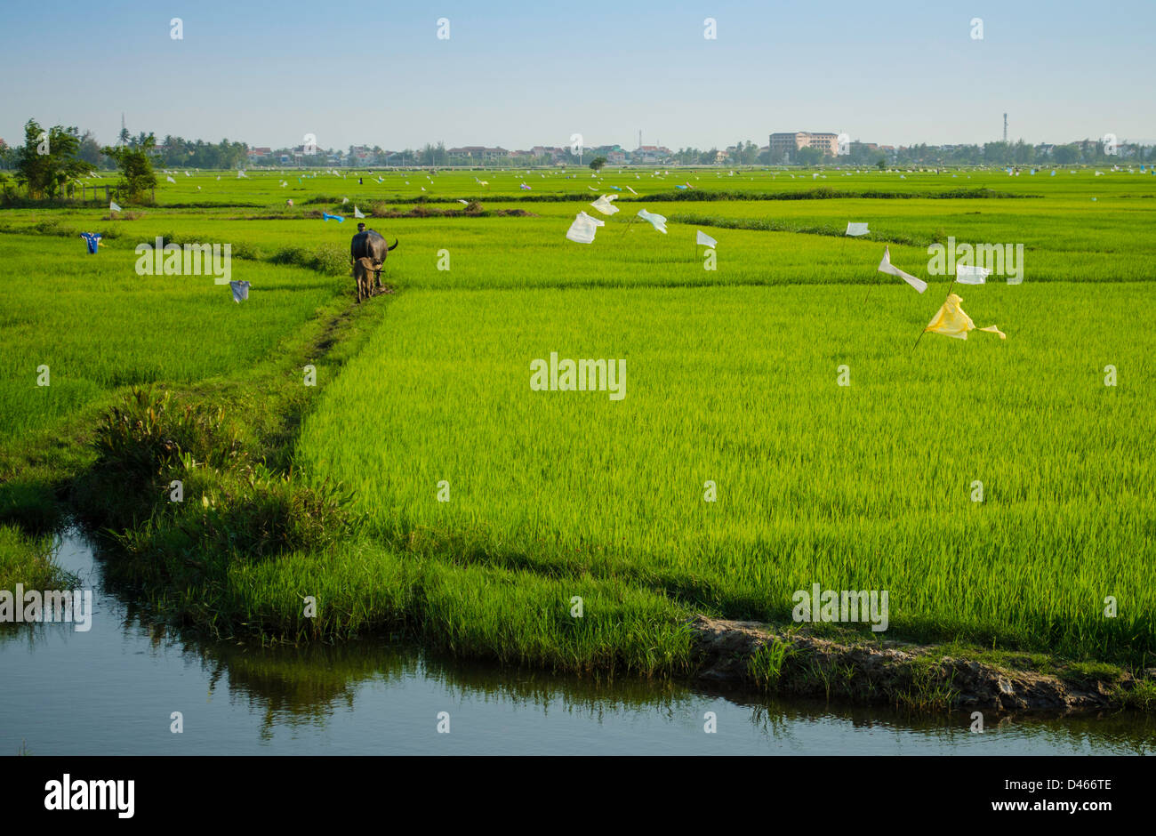 Rice paddy in Vietnam Stock Photo - Alamy