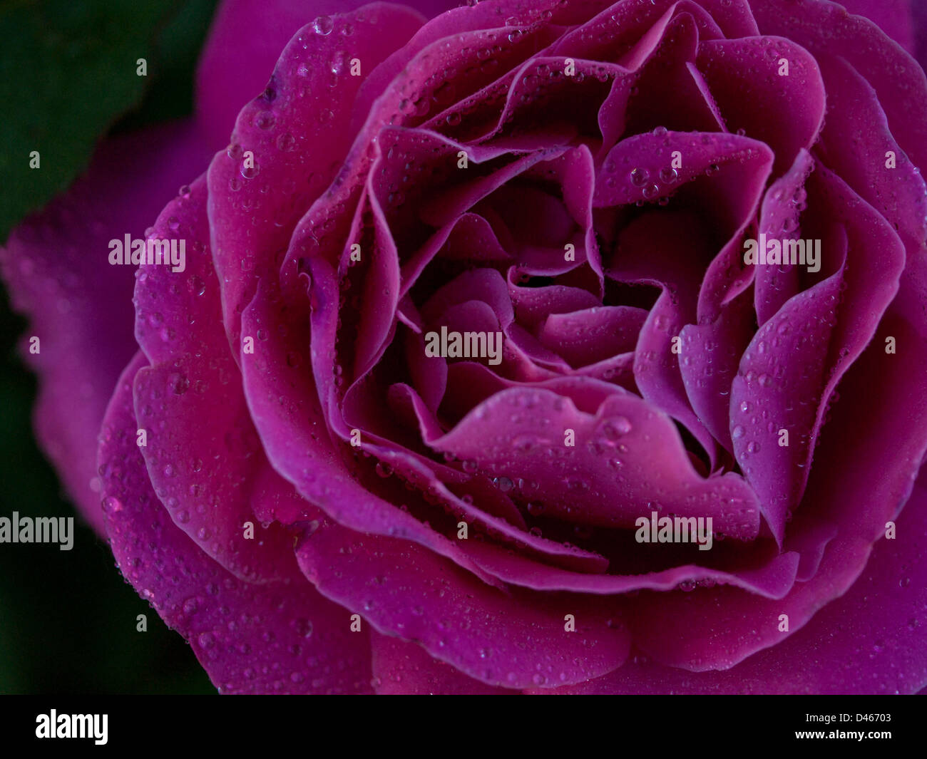 Close up of beautiful rose in the garden Stock Photo - Alamy