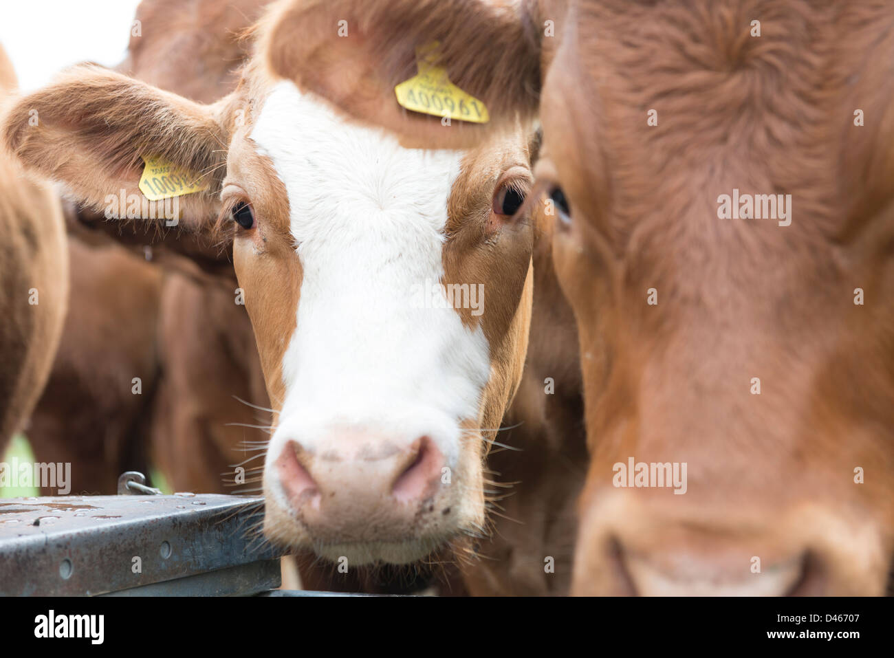 Cows on a farm Stock Photo - Alamy