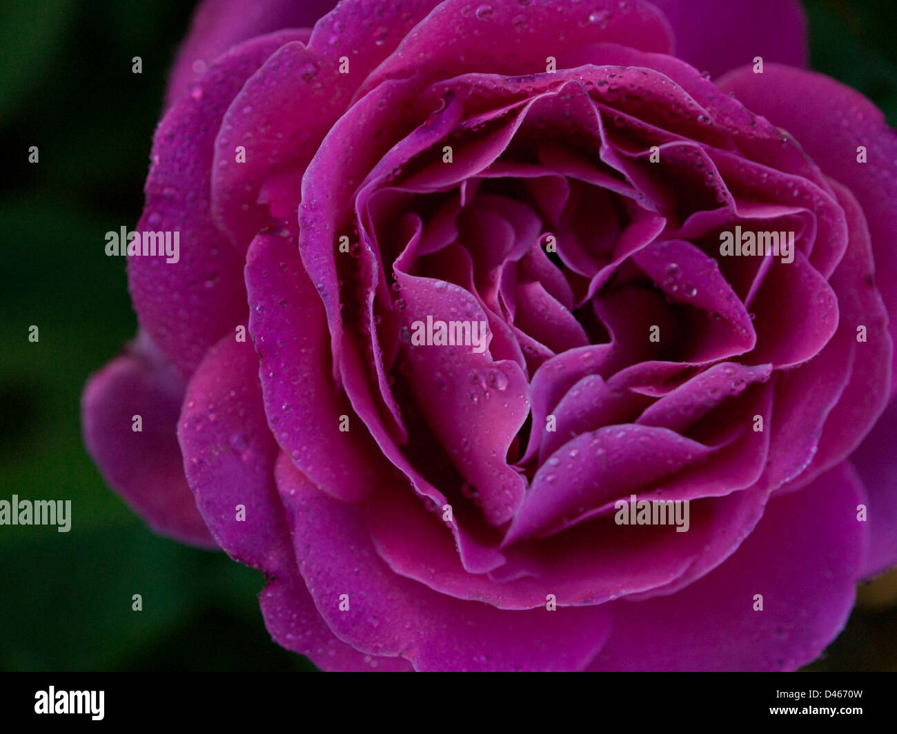 Close up of beautiful rose in the garden Stock Photo - Alamy