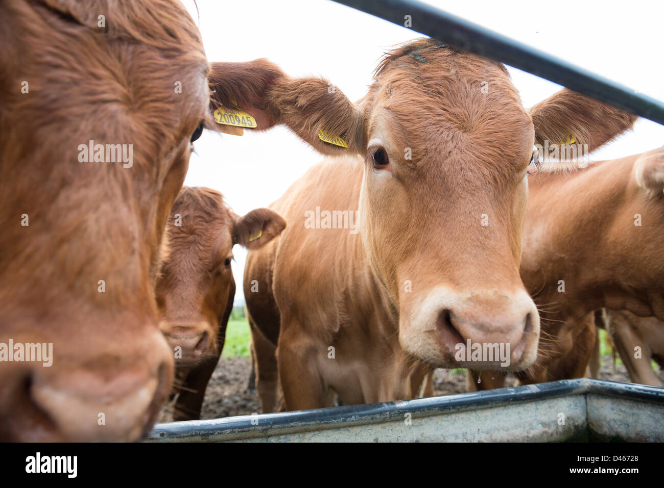 Cows on a farm Stock Photo - Alamy