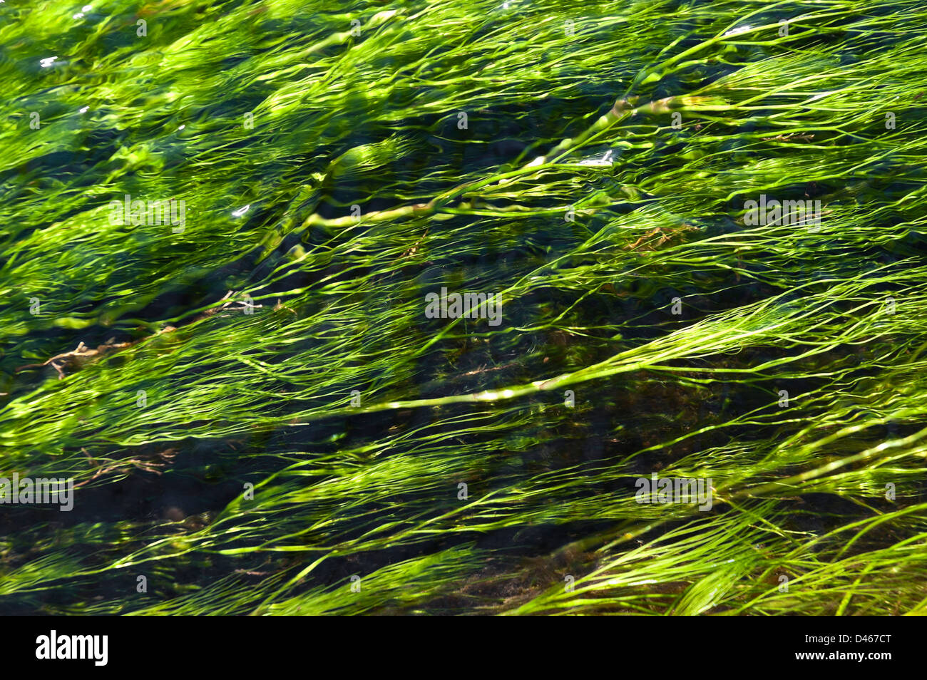 Stream water crowfoot hi-res stock photography and images - Alamy