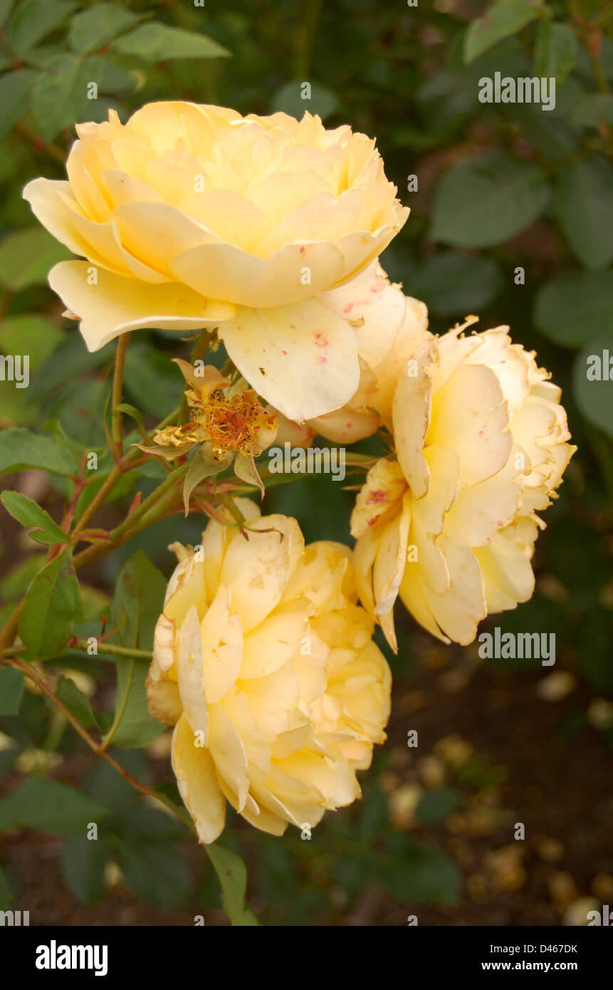 Rose thorn bush hi-res stock photography and images - Alamy