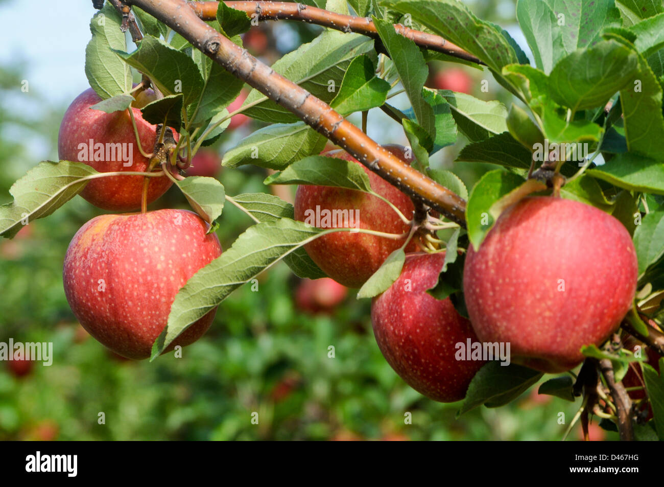 Apple ready to be picked on the tree Stock Photo - Alamy
