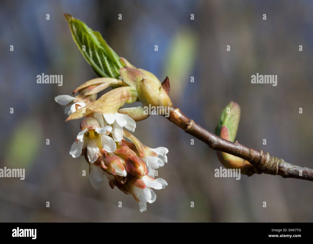 Oso berry hi-res stock photography and images - Alamy