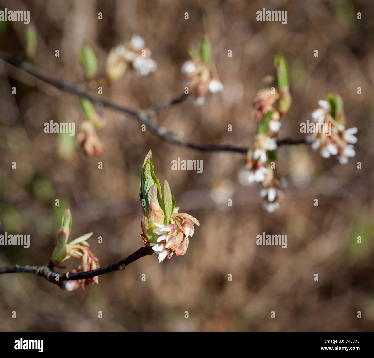 Oso berry hi-res stock photography and images - Alamy