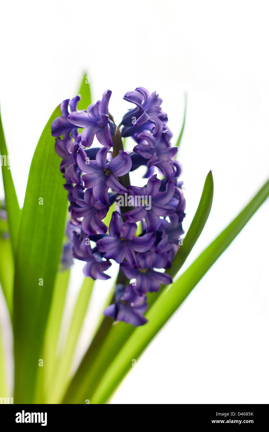 Blue Purple hyacinth flower in closeup over white background Stock ...