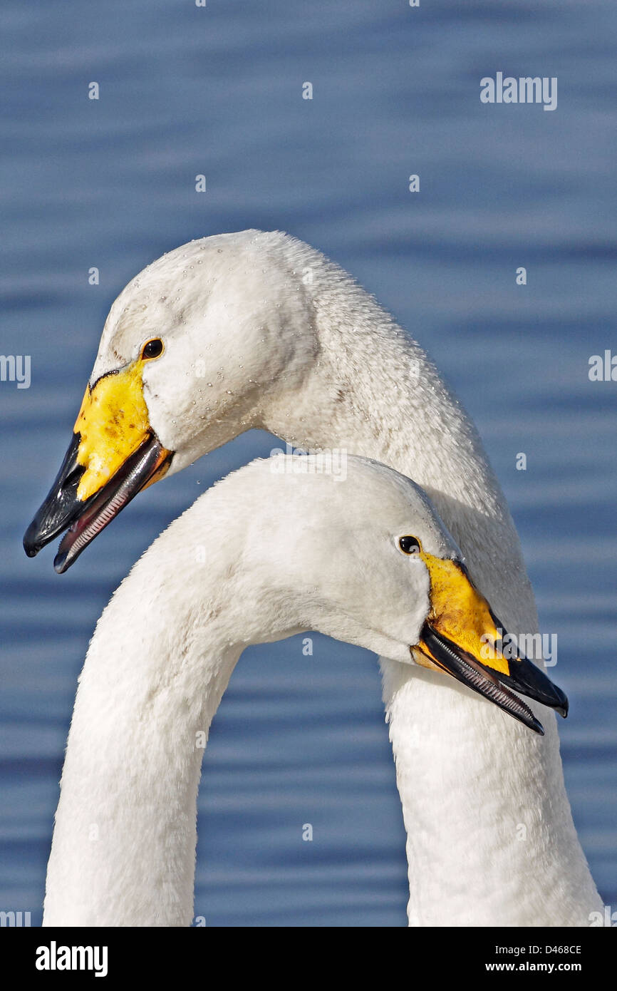 Pair whooper swans hi-res stock photography and images - Alamy