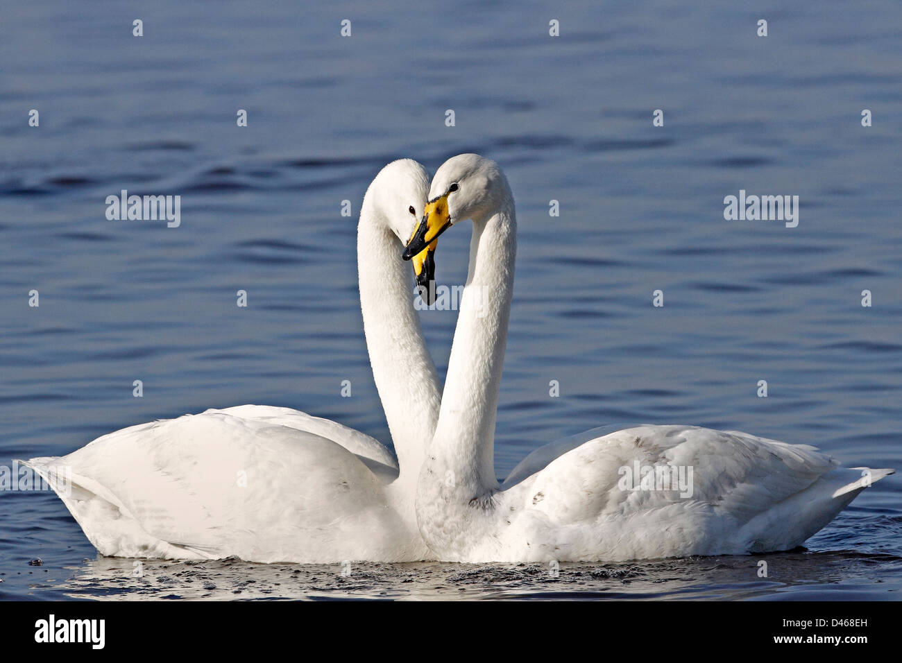 A pair of Whooper Swans (Cygnus cygnus) swimming close together in a ...