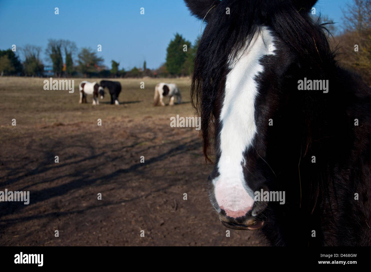 pony horse in field shaggy long haired Stock Photo - Alamy