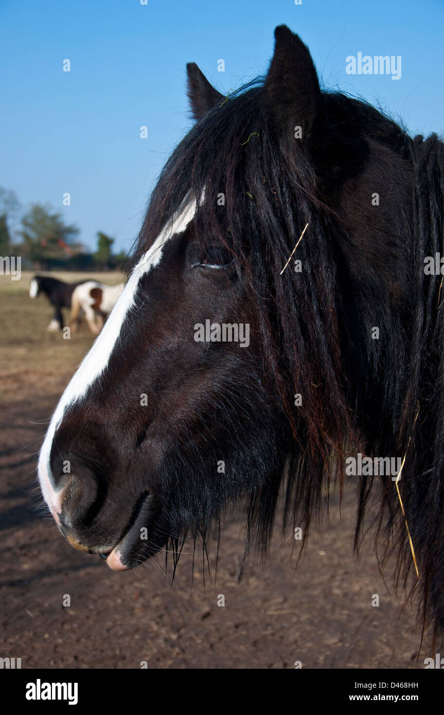pony horse in field shaggy long haired Stock Photo - Alamy