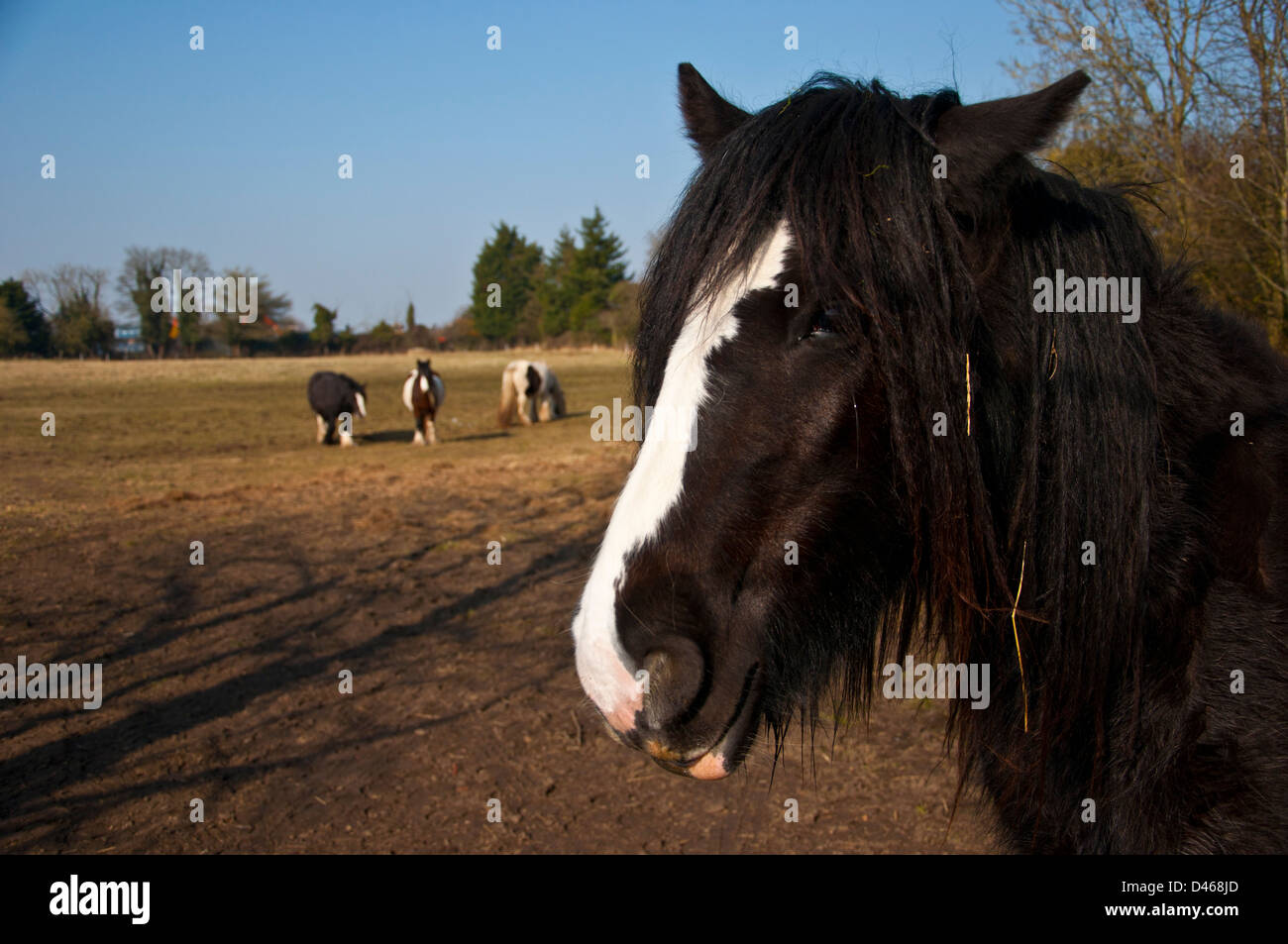 pony horse in field shaggy long haired Stock Photo - Alamy