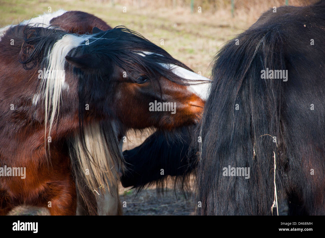pony horse in field shaggy long haired Stock Photo - Alamy