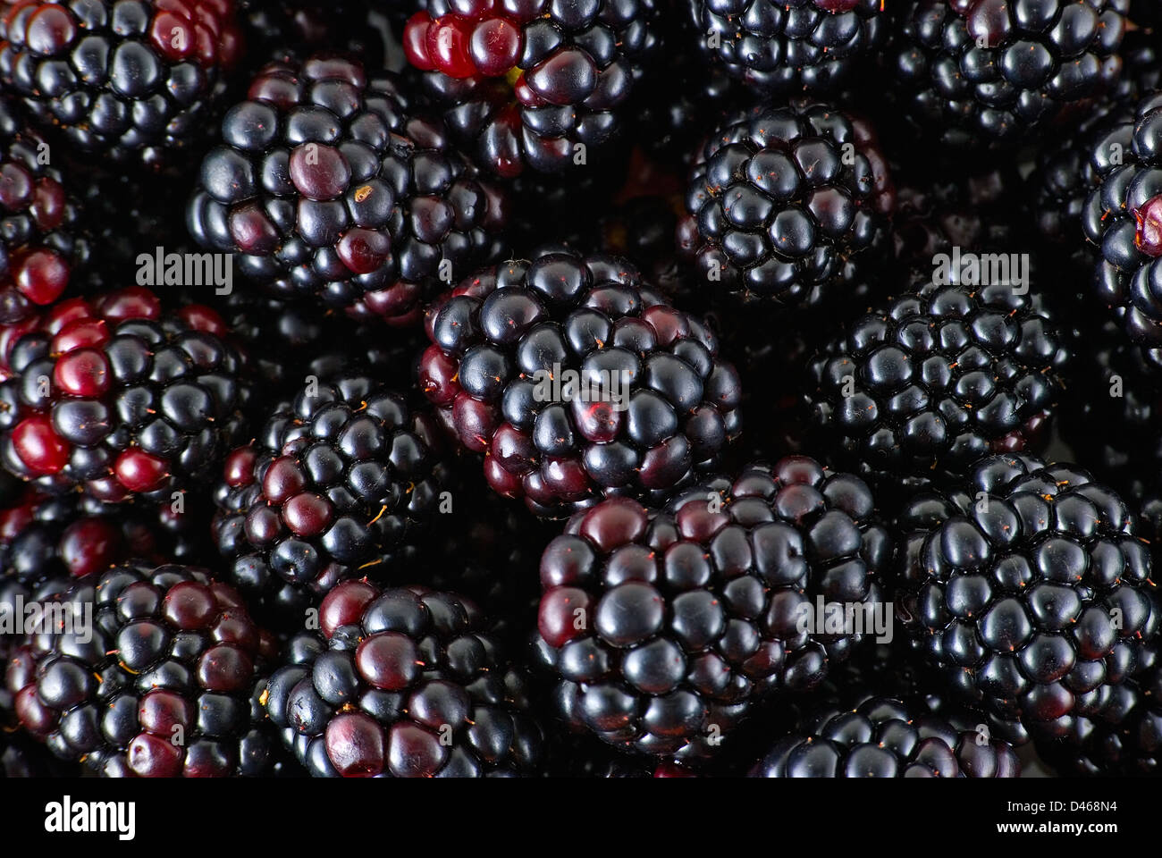 Blackberries are photographed on a close-up Stock Photo - Alamy