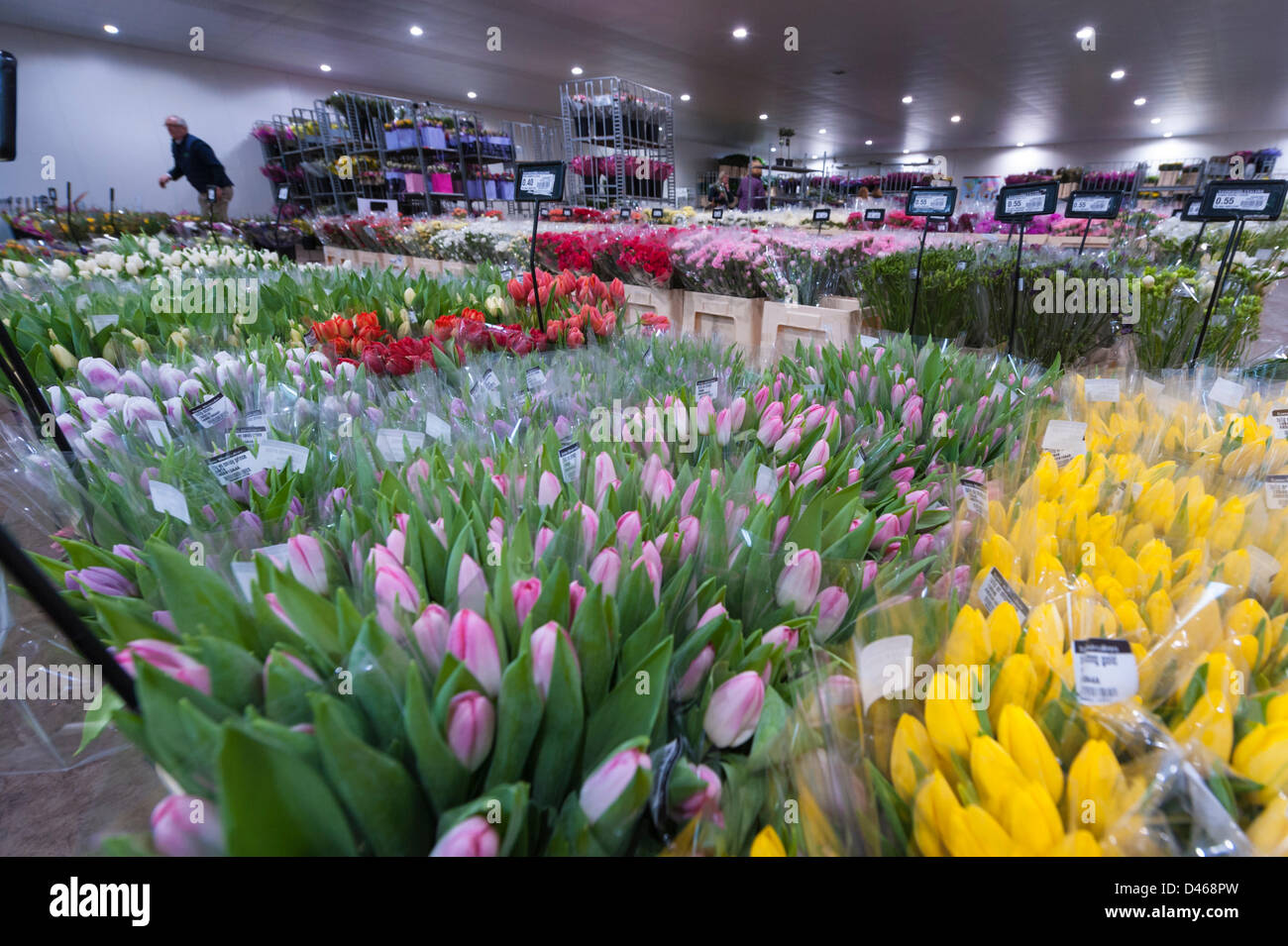 Sandy, Bedfordshire, UK. 6th March 2013. A beautiful array of flowers ...
