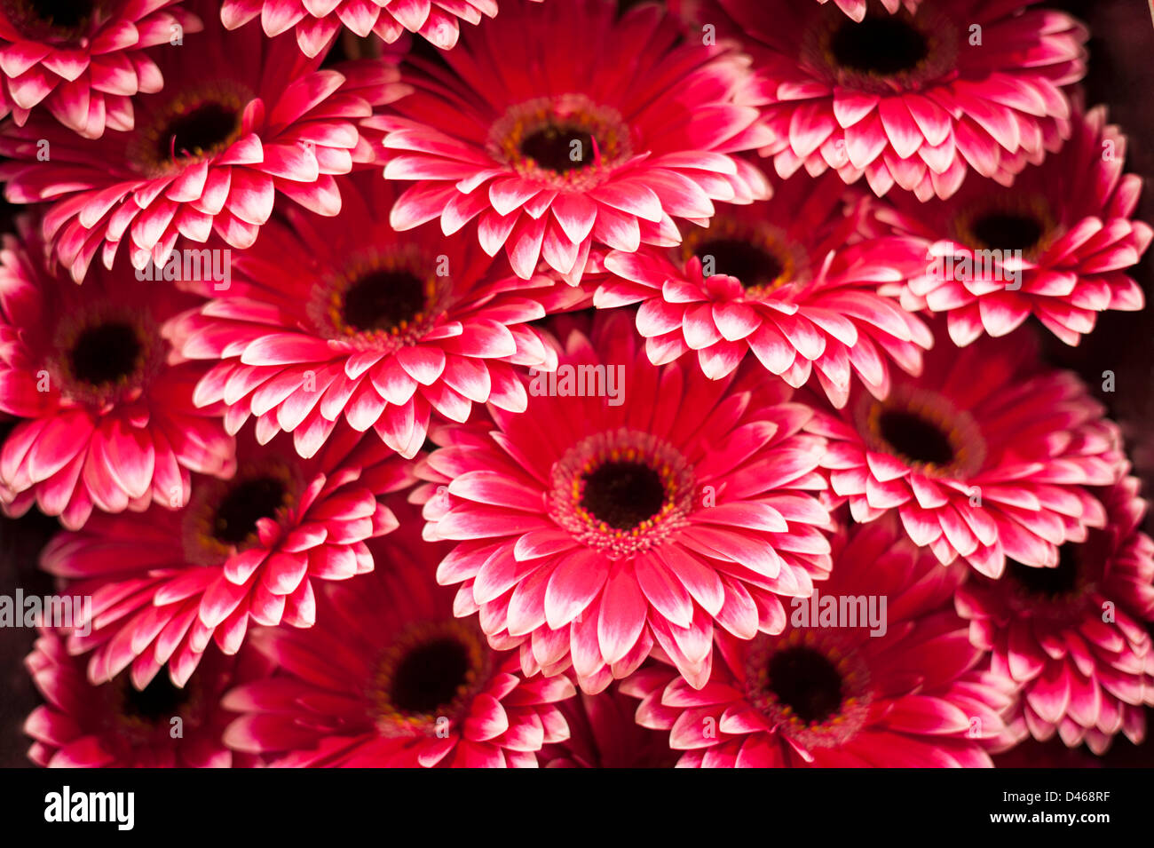 Sandy, Bedfordshire, UK. 6th March 2013. A beautiful array of flowers ...