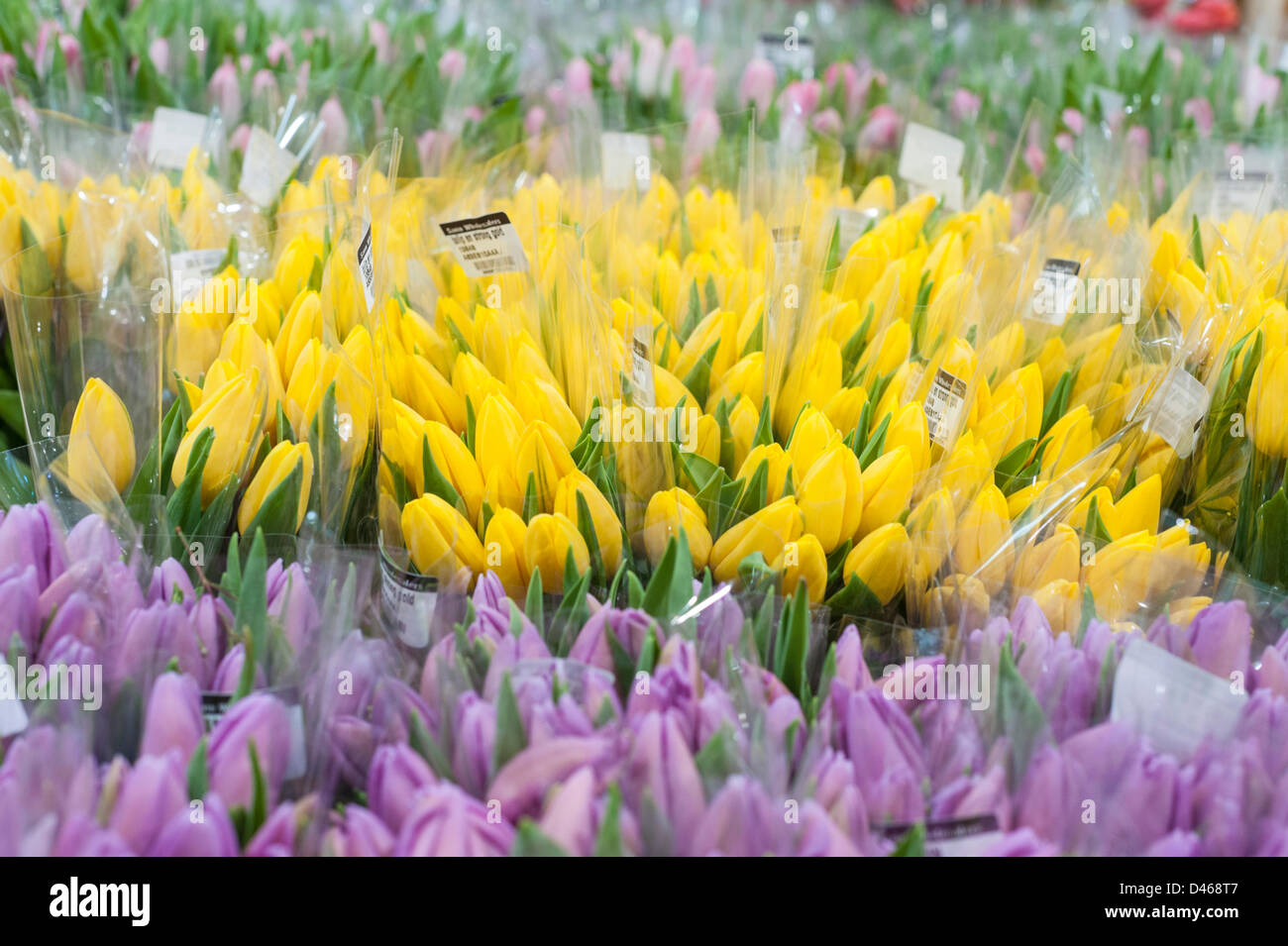 Array Of Blooms High Resolution Stock Photography and Images - Alamy