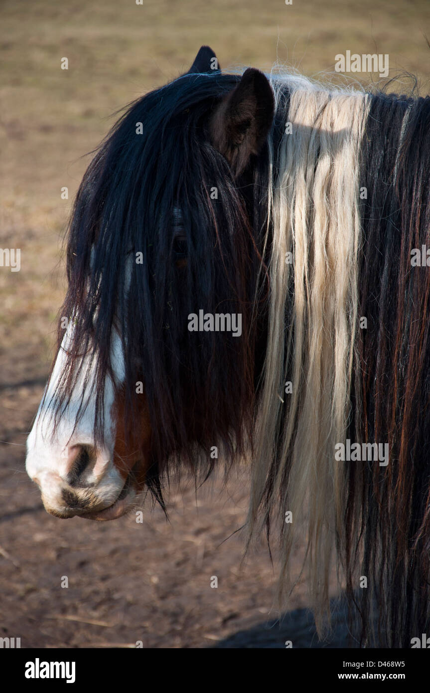 pony horse in field shaggy long haired Stock Photo - Alamy