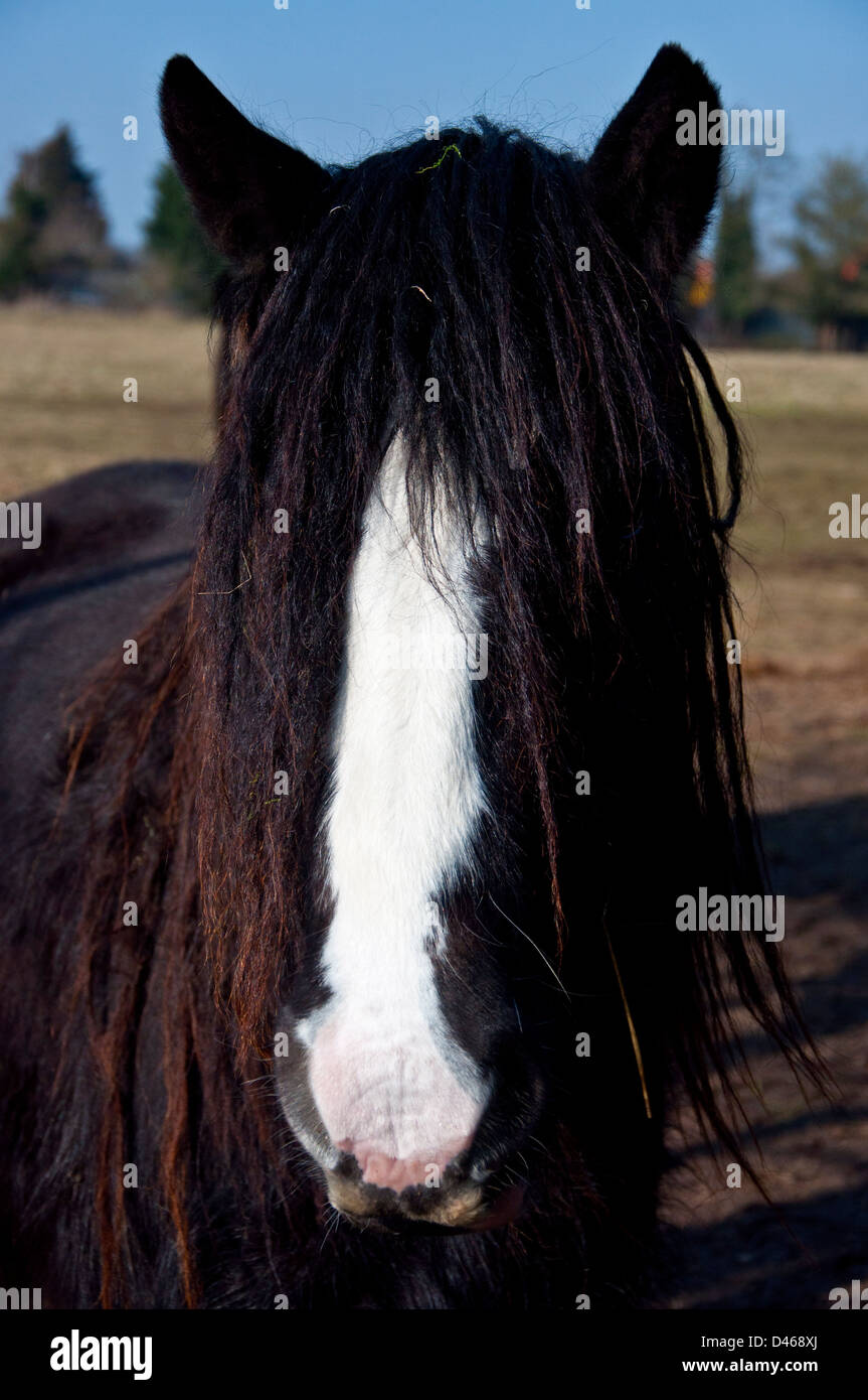 Shaggy horse hi-res stock photography and images - Alamy