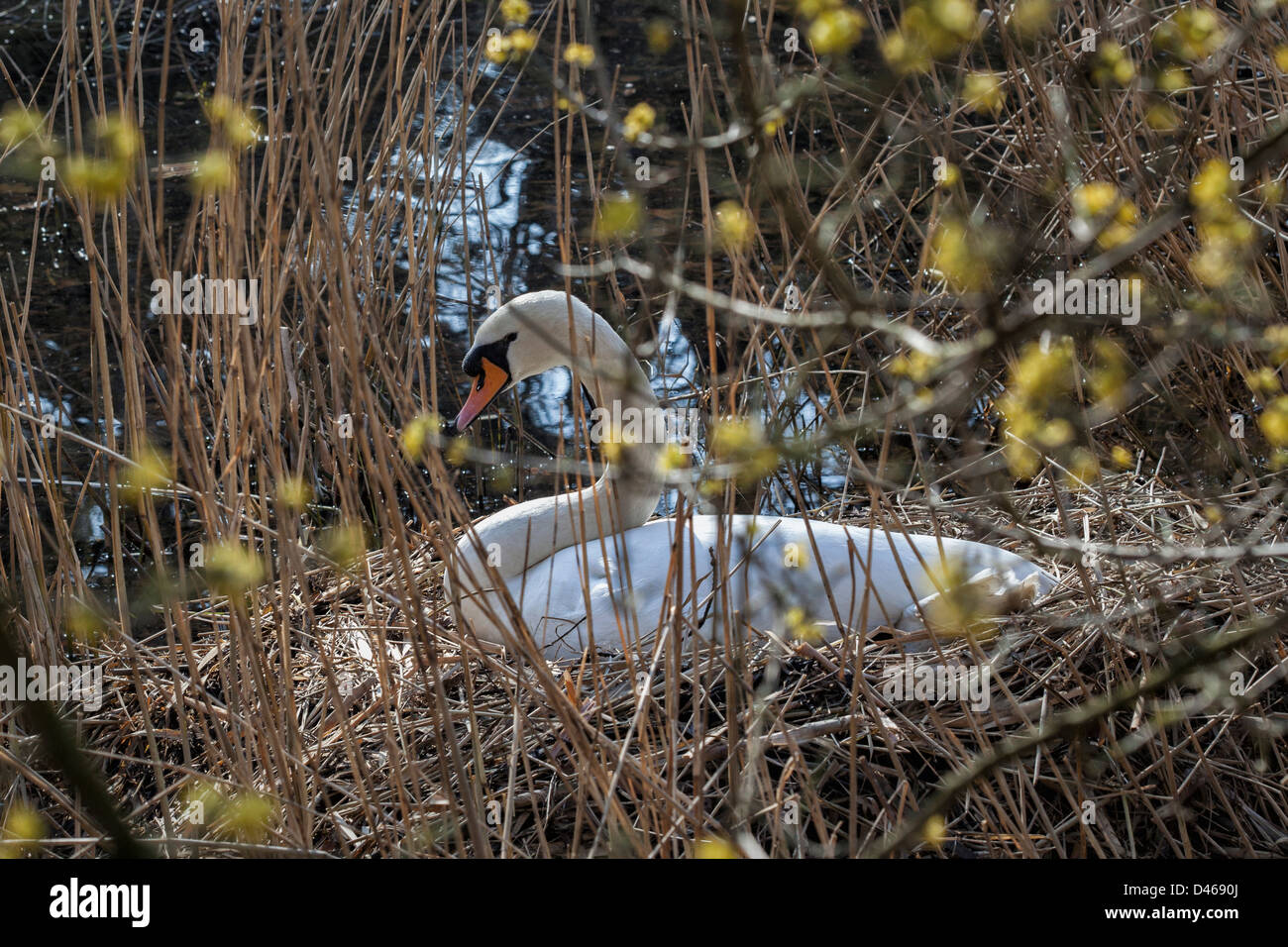 A swan nesting at the edge of the lake at Kew Gardens, Surrey,UK Stock ...