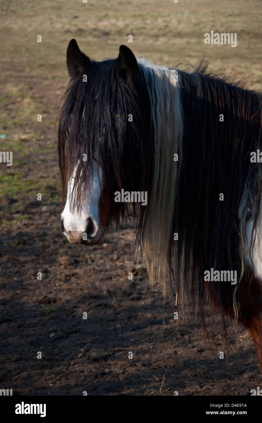 pony horse in field shaggy long haired Stock Photo - Alamy