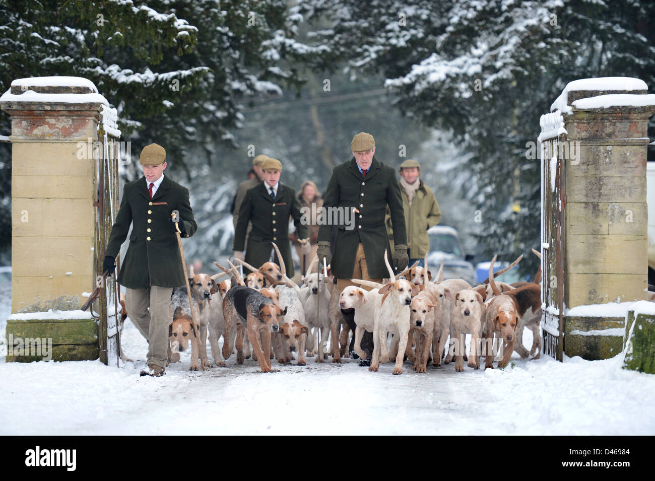 The Beaufort Hunt exercising their dogs in Badminton Park where they ...