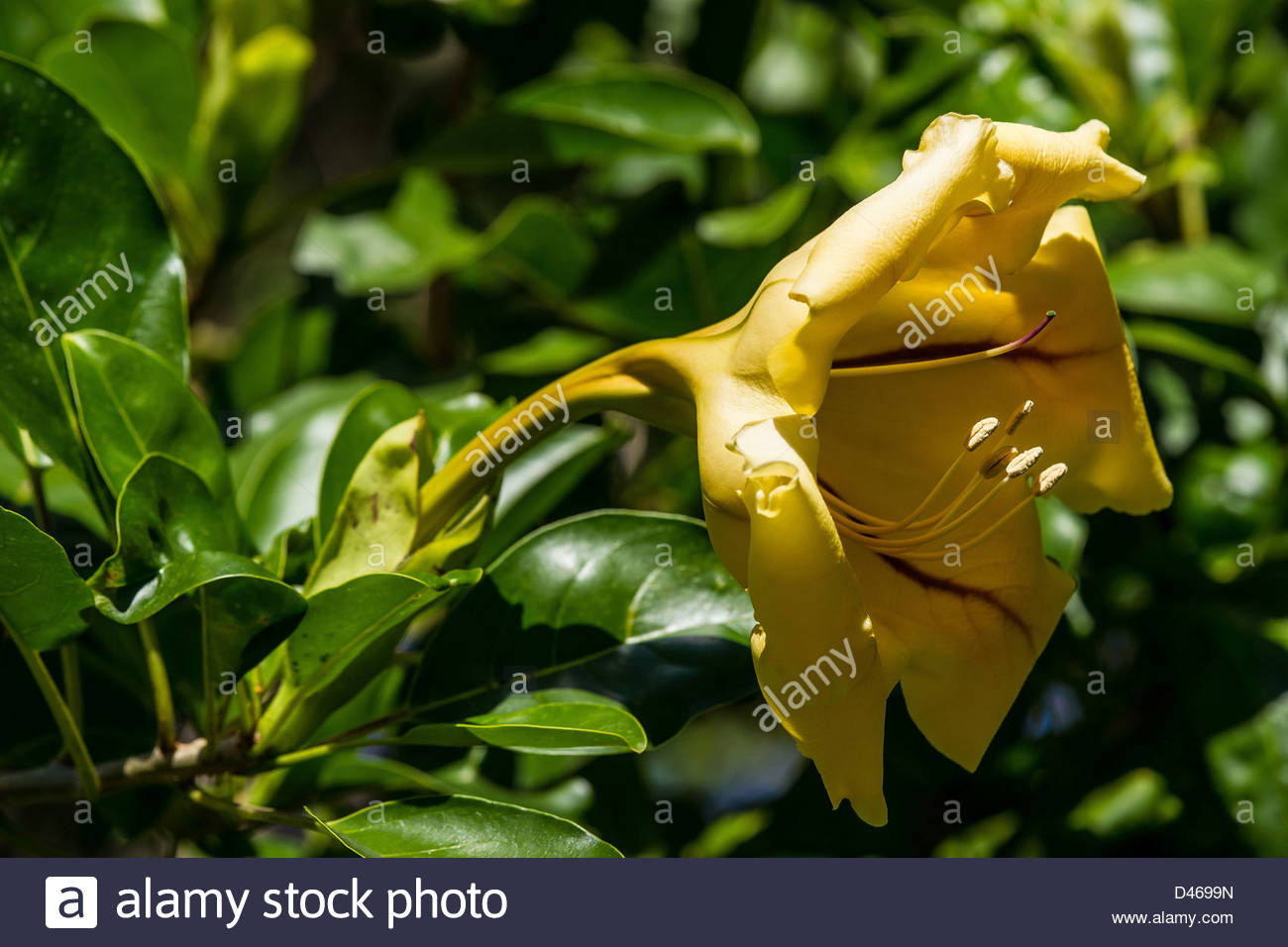 Trompette High Resolution Stock Photography and Images - Alamy