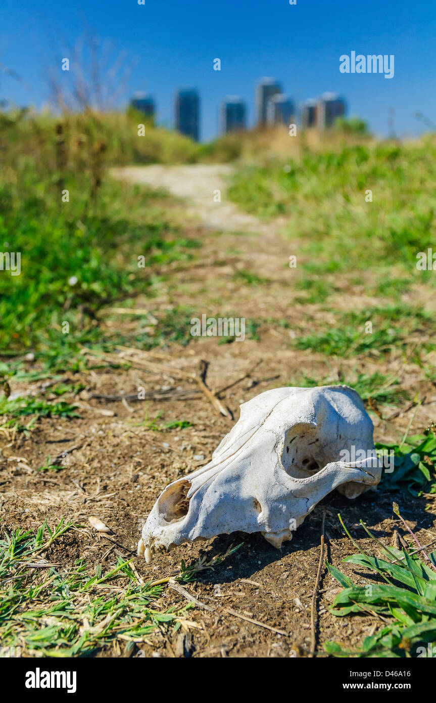 The skull of a dog hi-res stock photography and images - Alamy