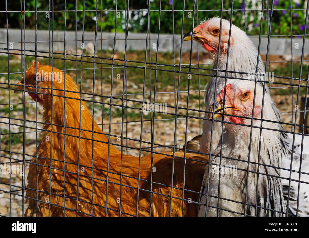 Caged chickens ready to be sold at market Stock Photo - Alamy